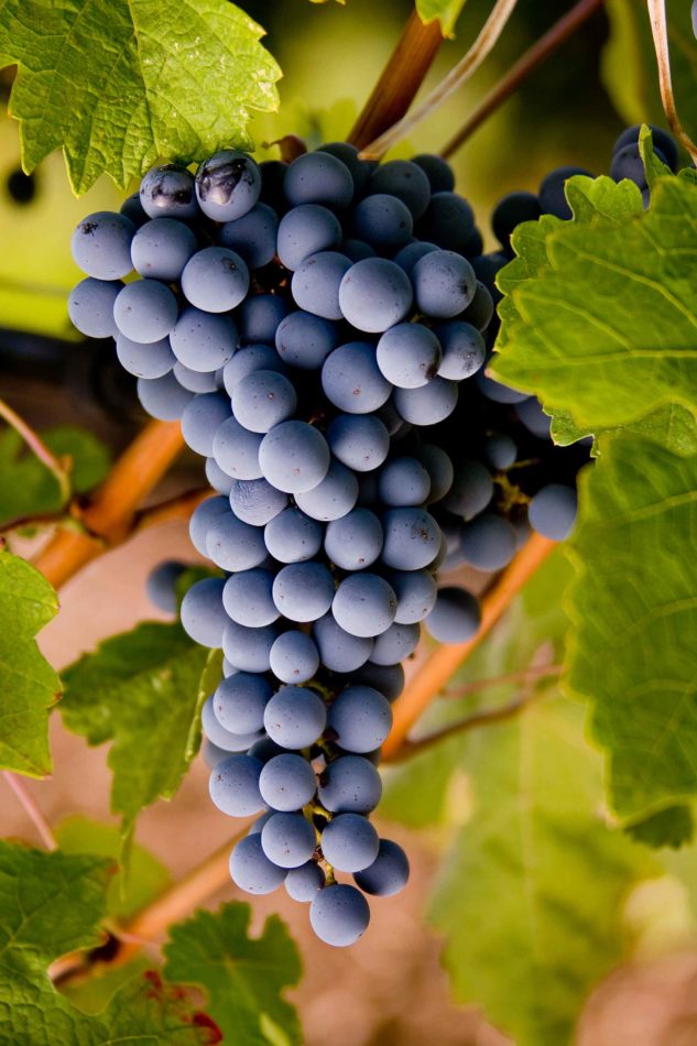 Gallery | Majesty Tours