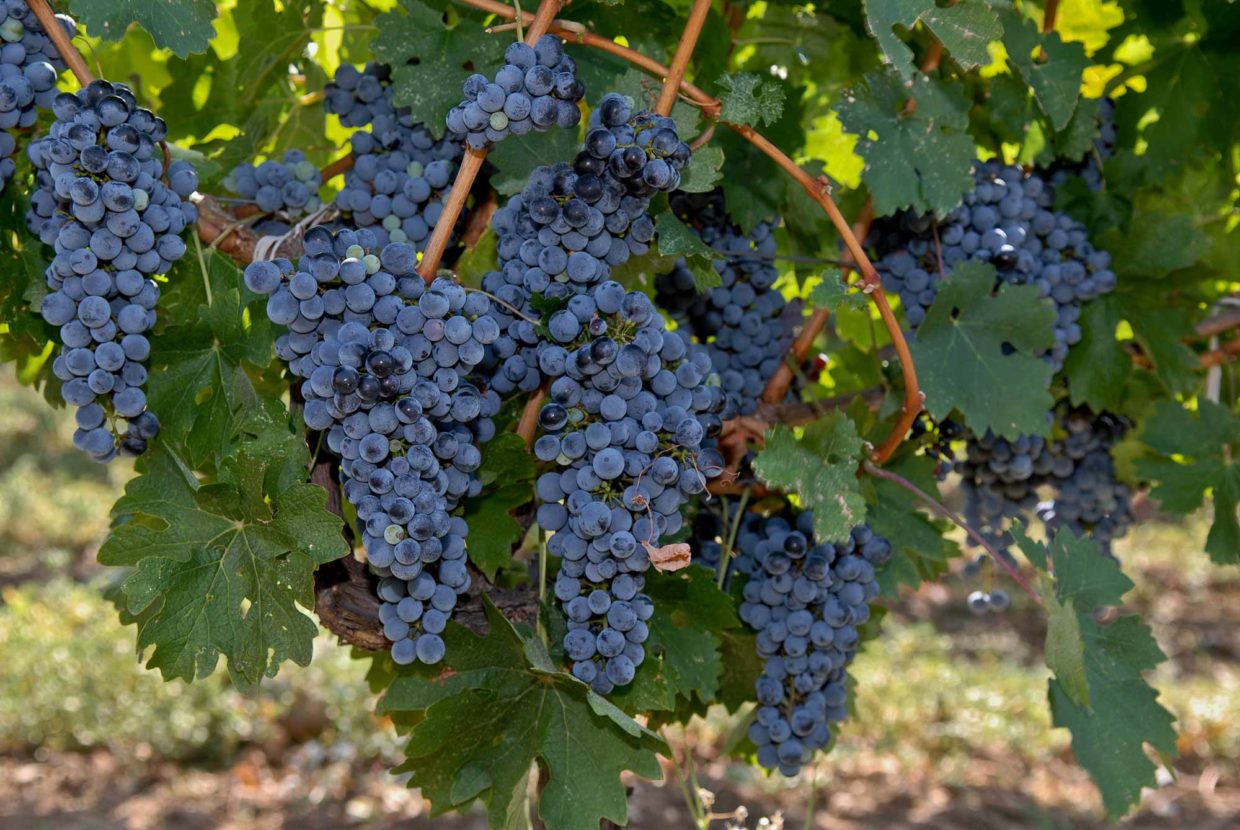 Gallery | Majesty Tours